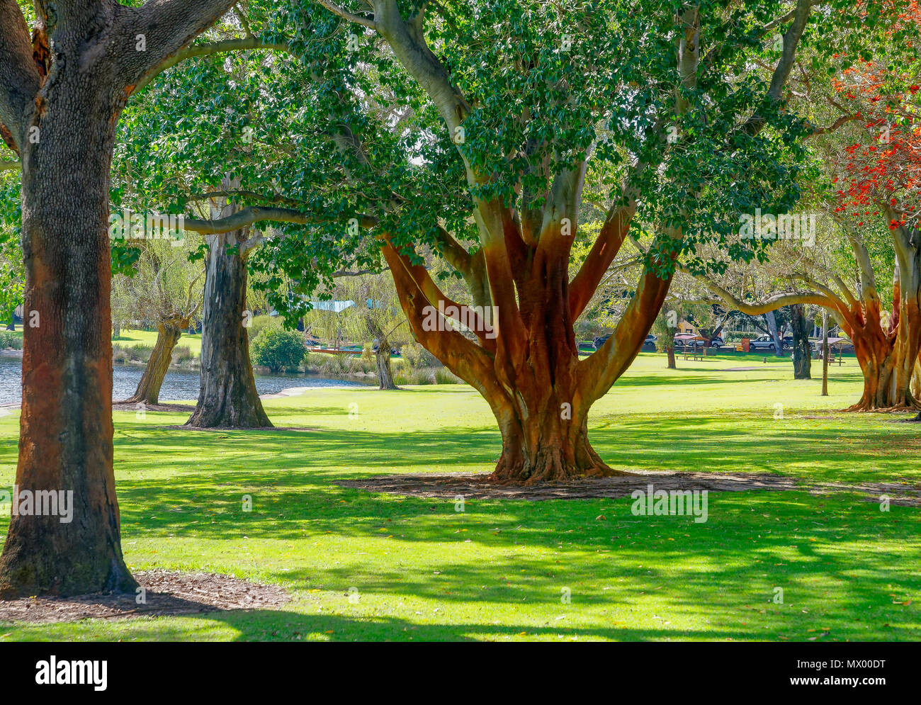 Shenton Park Perth Jualbup lake Stock Photo - Alamy