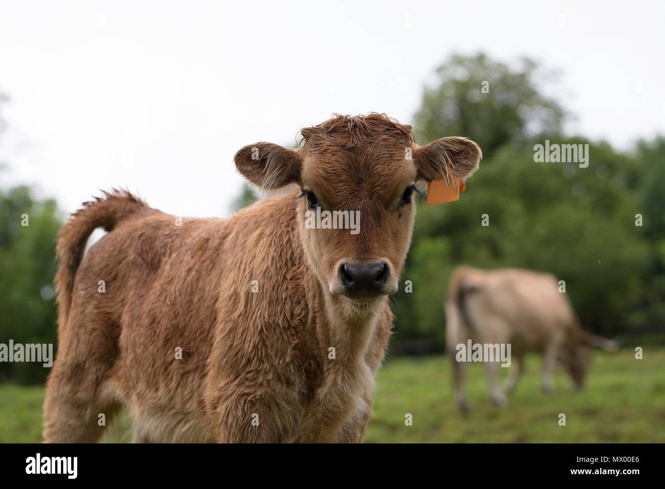 Portrait of a calf Stock Photo - Alamy