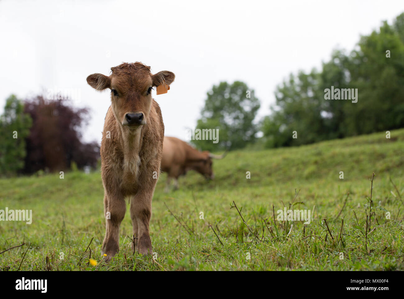 Portrait of a calf Stock Photo - Alamy