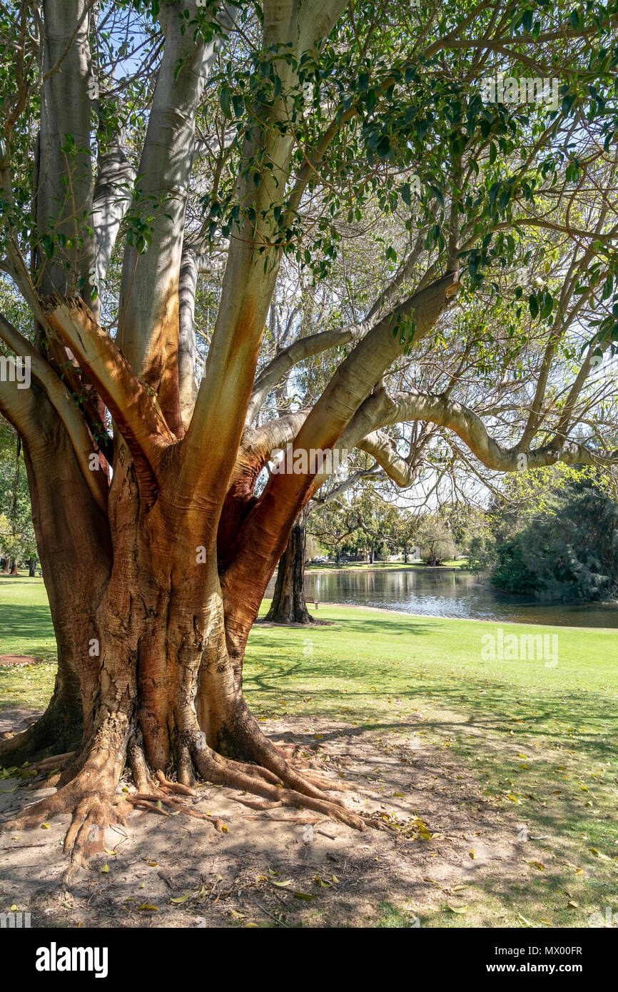 Shenton Park Perth Jualbup lake Stock Photo - Alamy