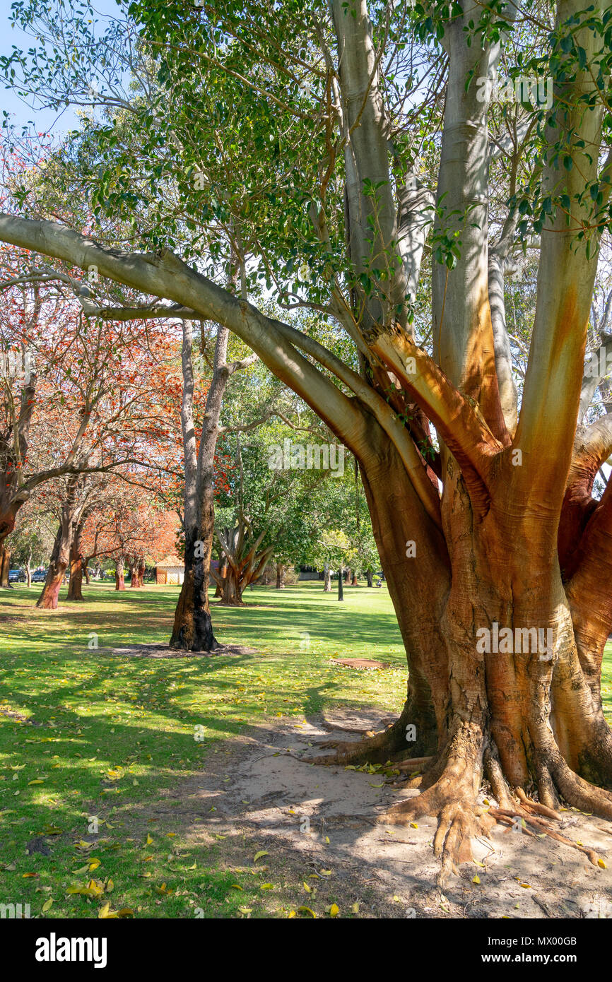 Shenton Park Perth Jualbup lake Stock Photo - Alamy