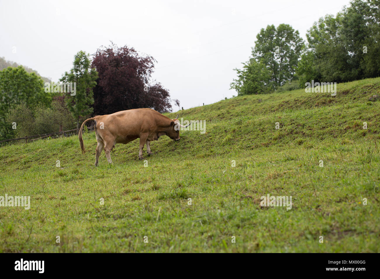 Cow in the village hi-res stock photography and images - Alamy