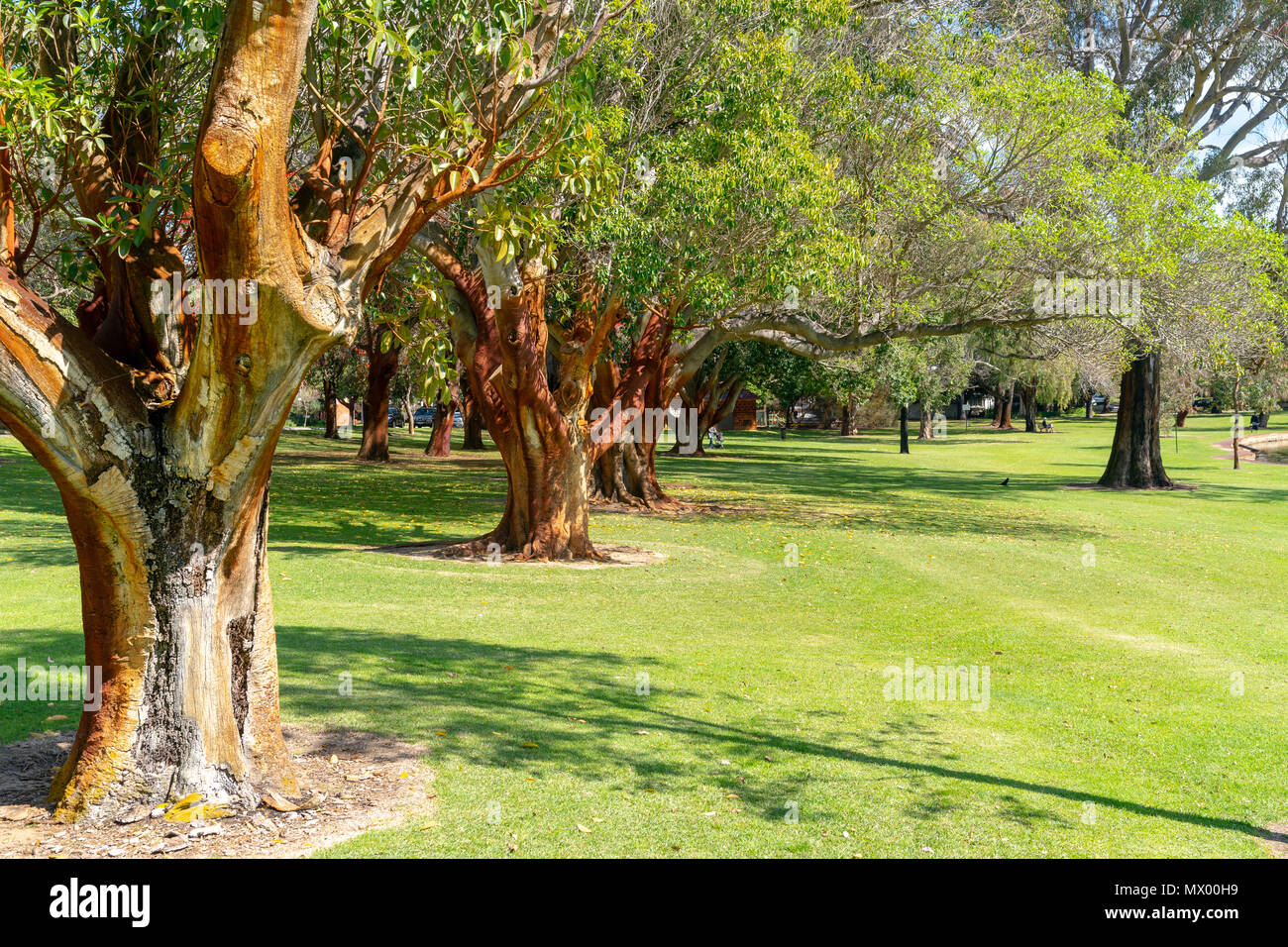 Shenton Park Perth Jualbup lake Stock Photo - Alamy