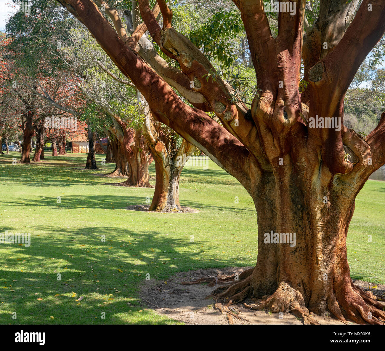 Shenton Park Perth Jualbup lake Stock Photo - Alamy