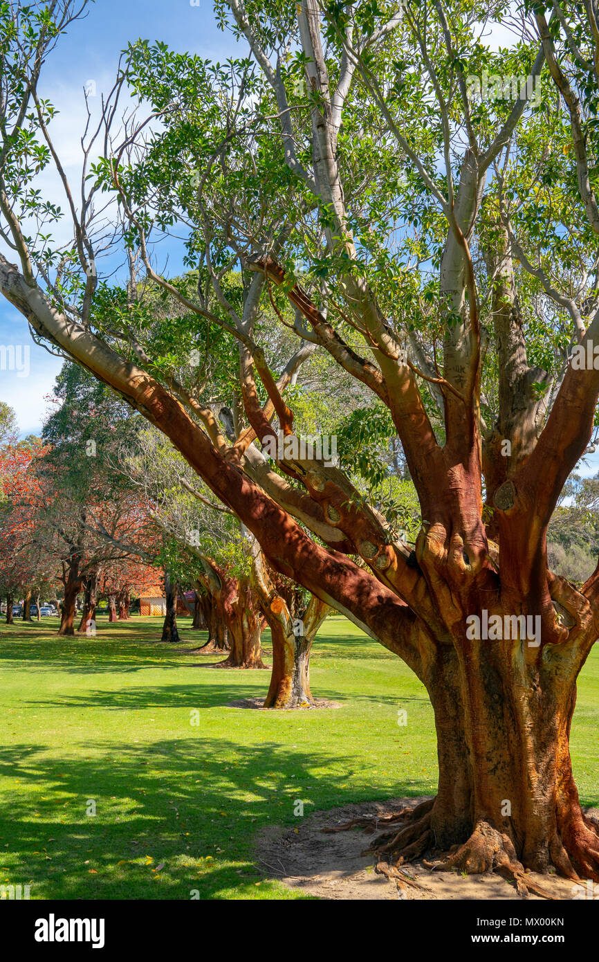 Shenton Park Perth Jualbup lake Stock Photo - Alamy