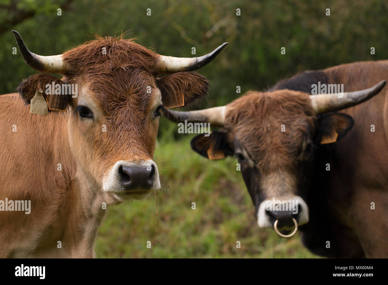 Couple and bull hi-res stock photography and images - Alamy