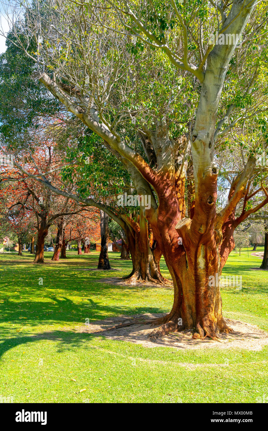 Shenton Park Perth Jualbup lake Stock Photo - Alamy
