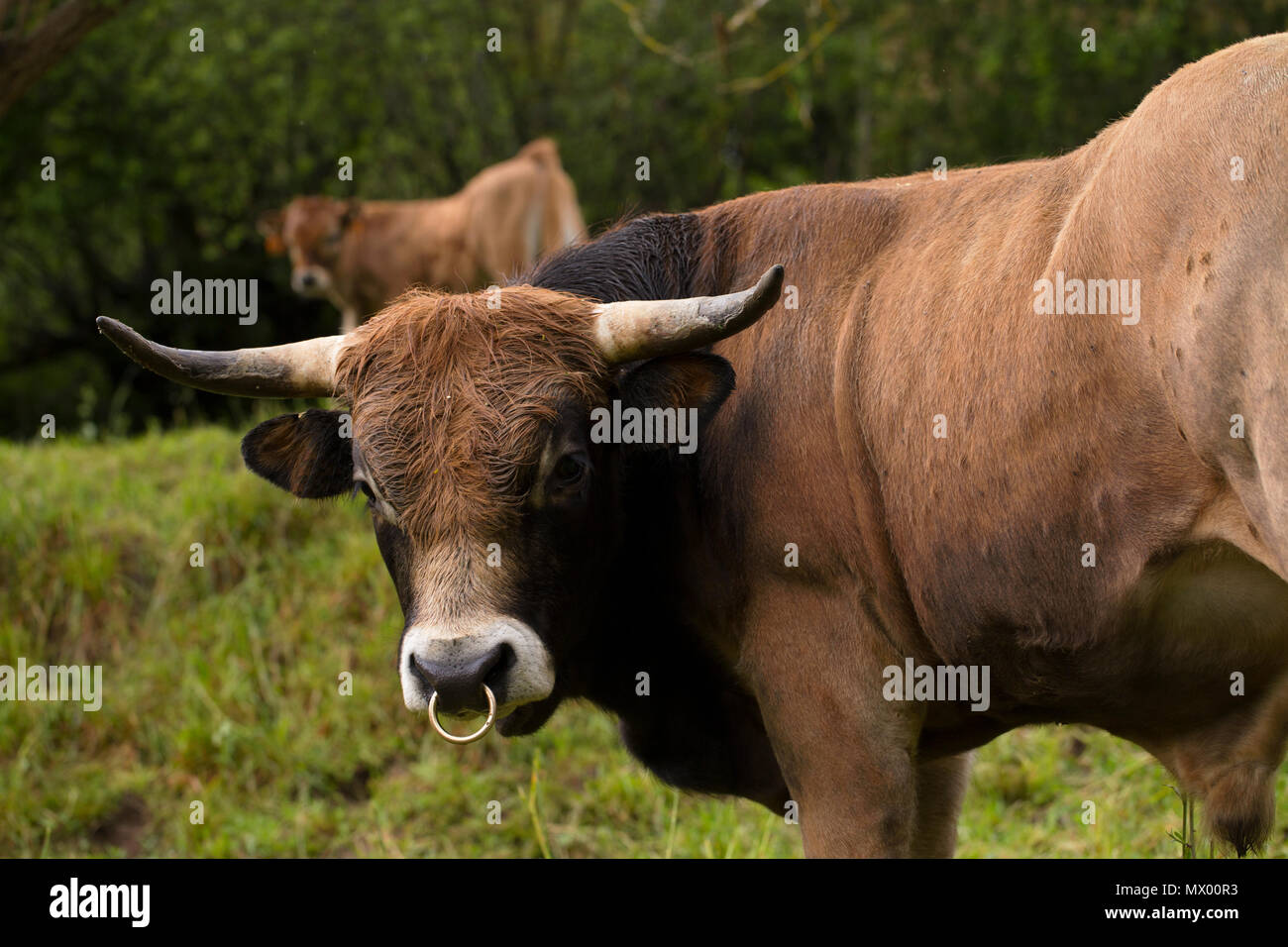 Close up bull nose ring hi-res stock photography and images - Alamy