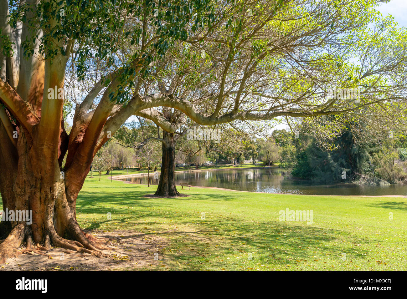 Shenton Park Perth Jualbup lake Stock Photo - Alamy