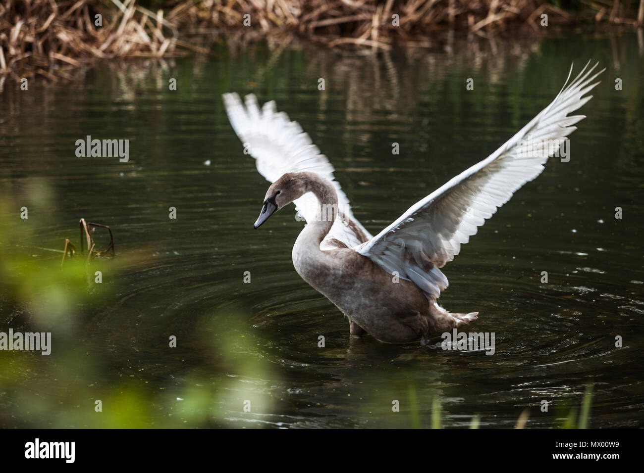 Swan flaps wings hi-res stock photography and images - Alamy
