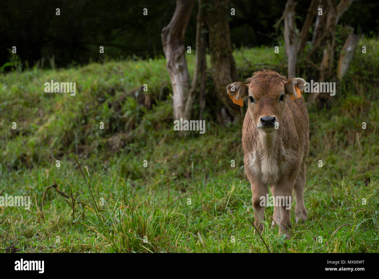 Portrait of a calf Stock Photo - Alamy