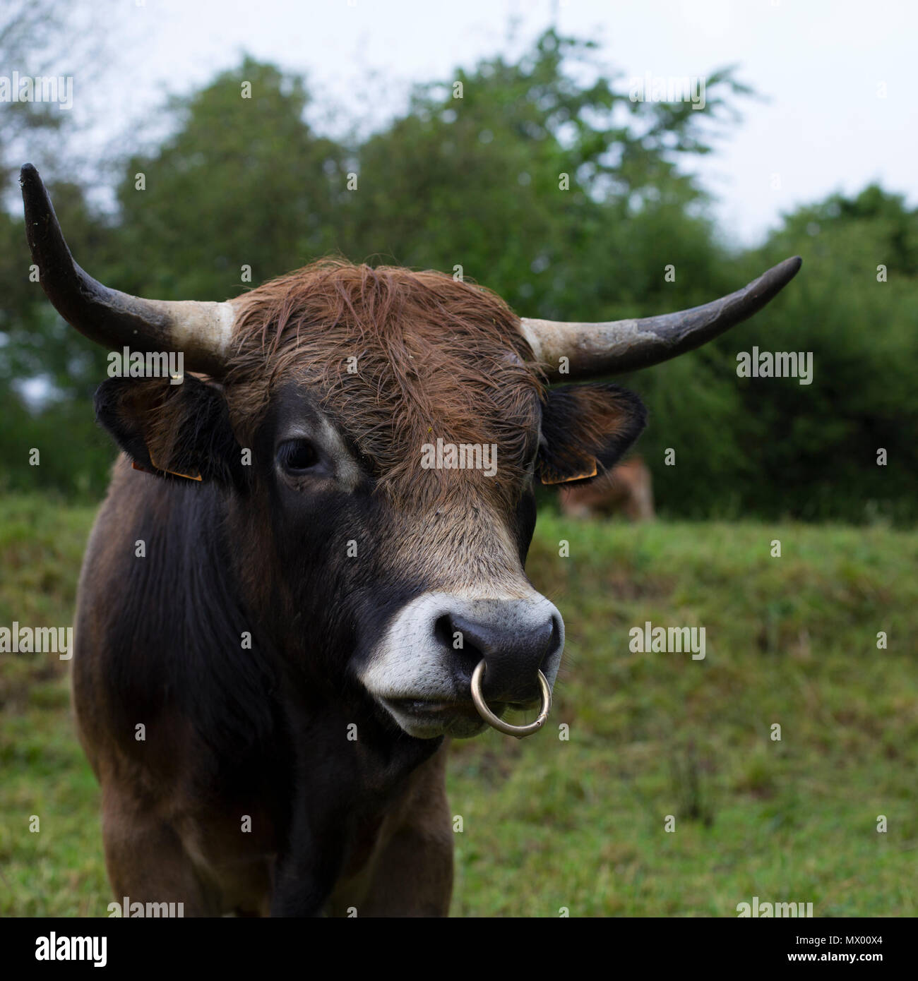 Close up white bull nose ring hi-res stock photography and images - Alamy