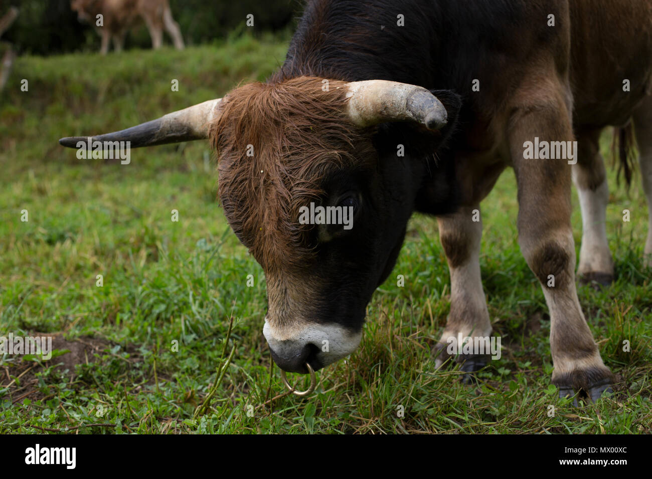 A bull is eating Stock Photo - Alamy