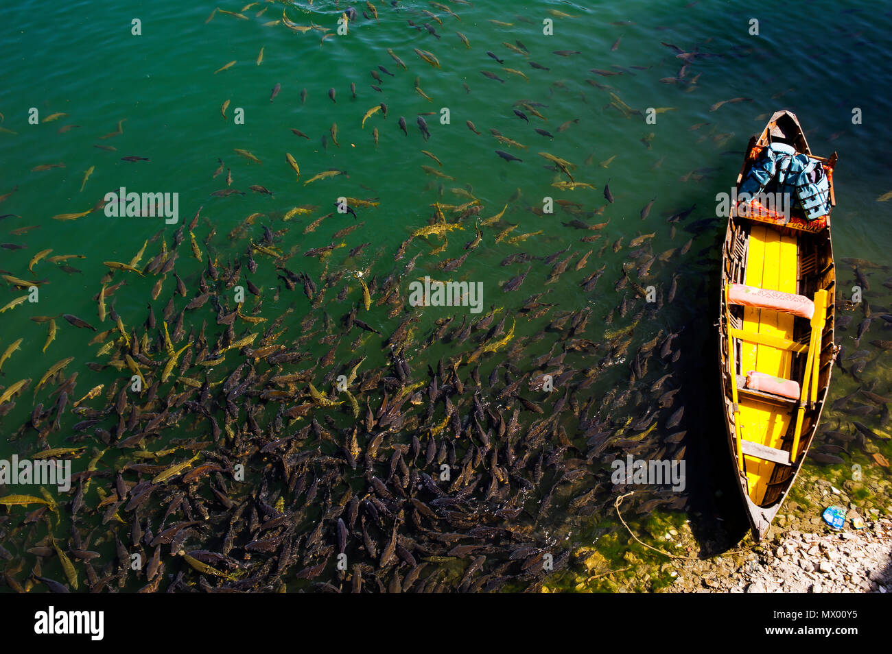 Indian fishes hi-res stock photography and images - Alamy