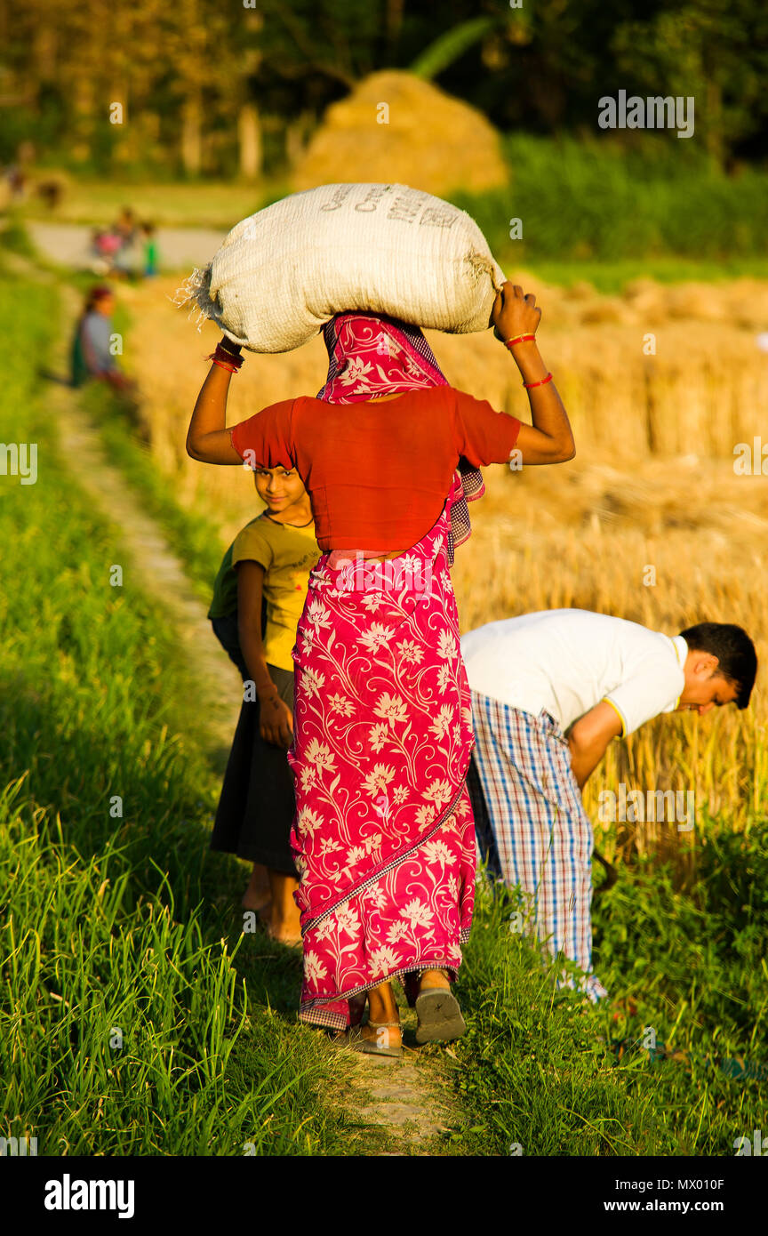 Young Indian womans carrying fodder for cattle at Pawalgarh ...