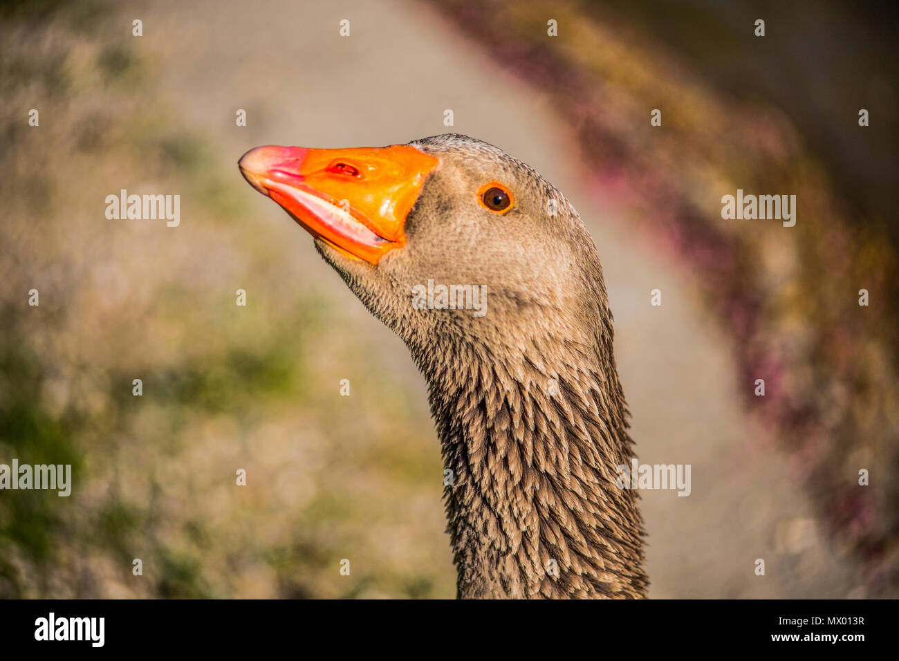 Duck neck close up Stock Photo - Alamy