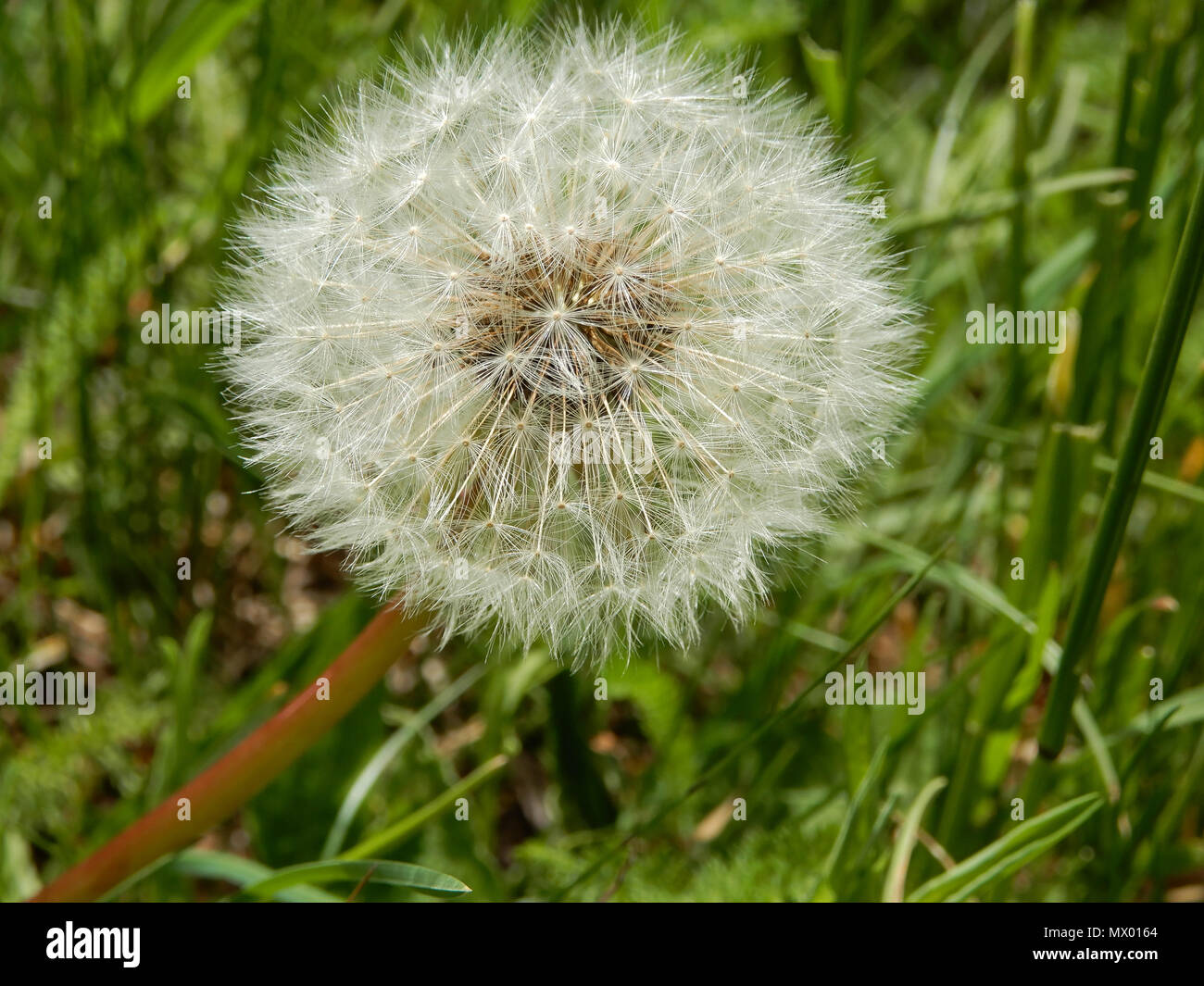 Dandelion flower close up Stock Photo - Alamy