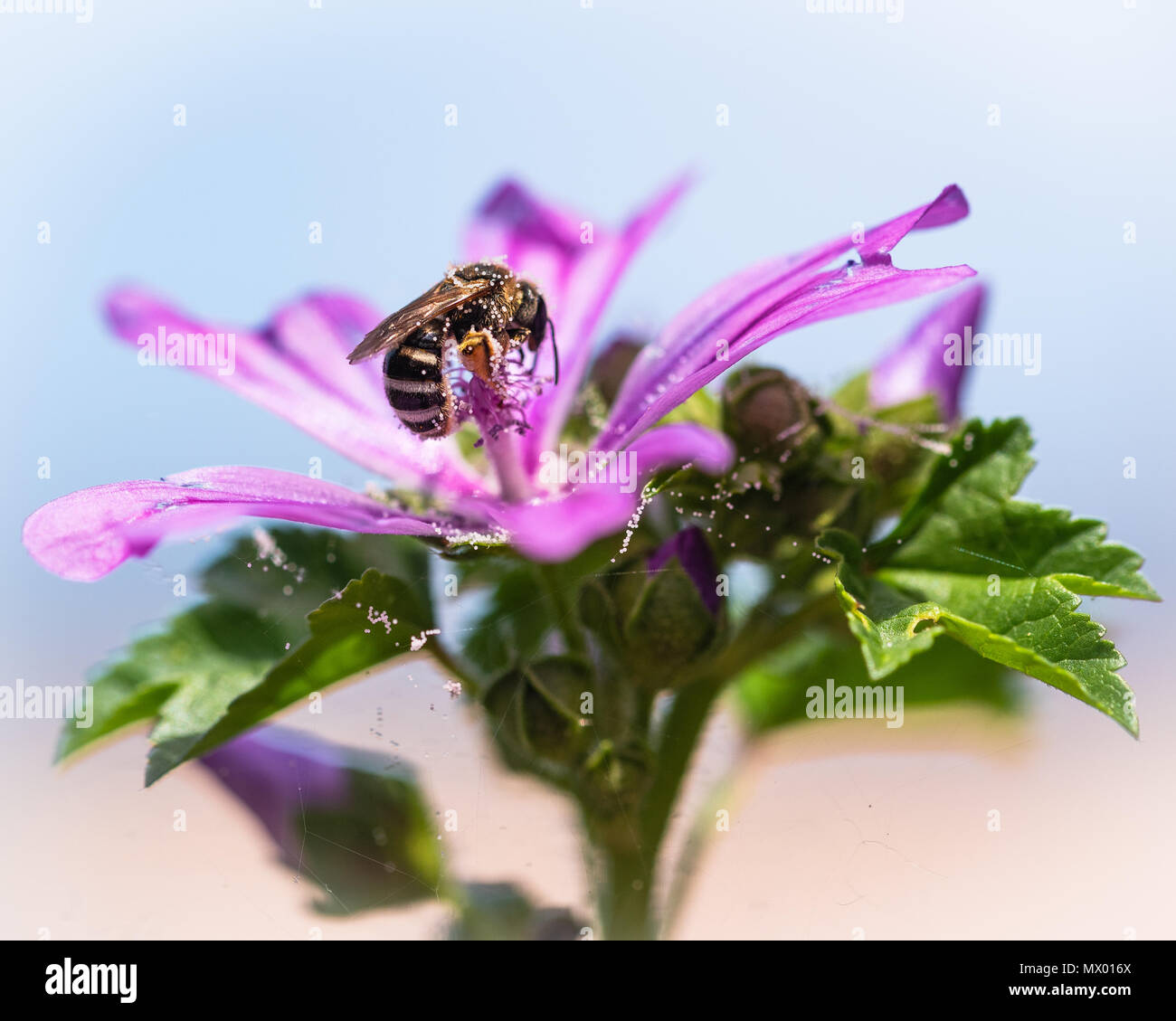 A bee during the pollination on a violet flower Stock Photo - Alamy