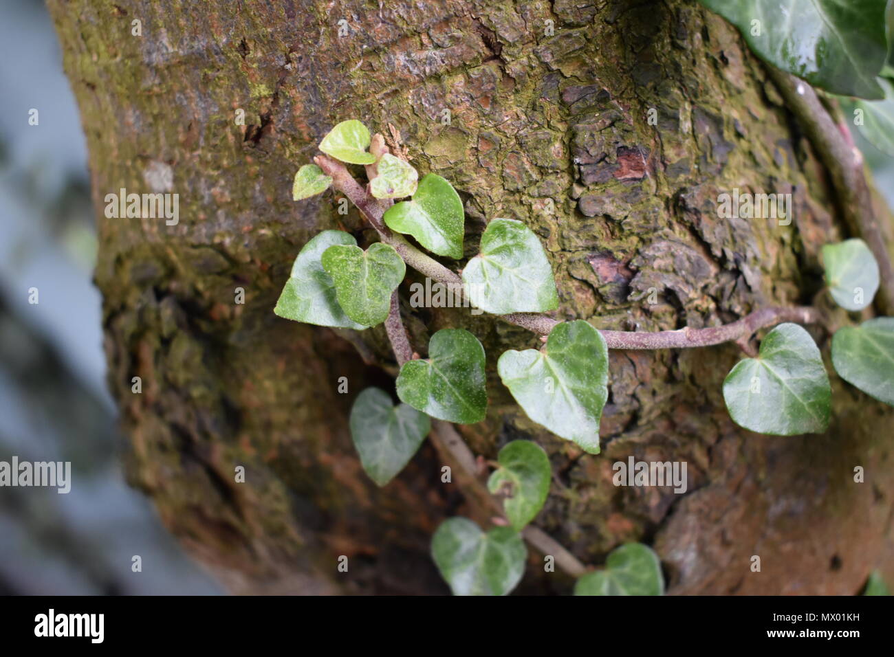 Ivy tree garden hi-res stock photography and images - Alamy