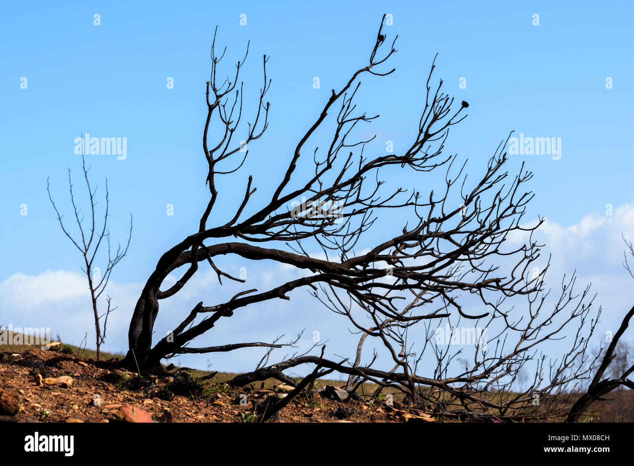 Burnt tree hi-res stock photography and images - Alamy