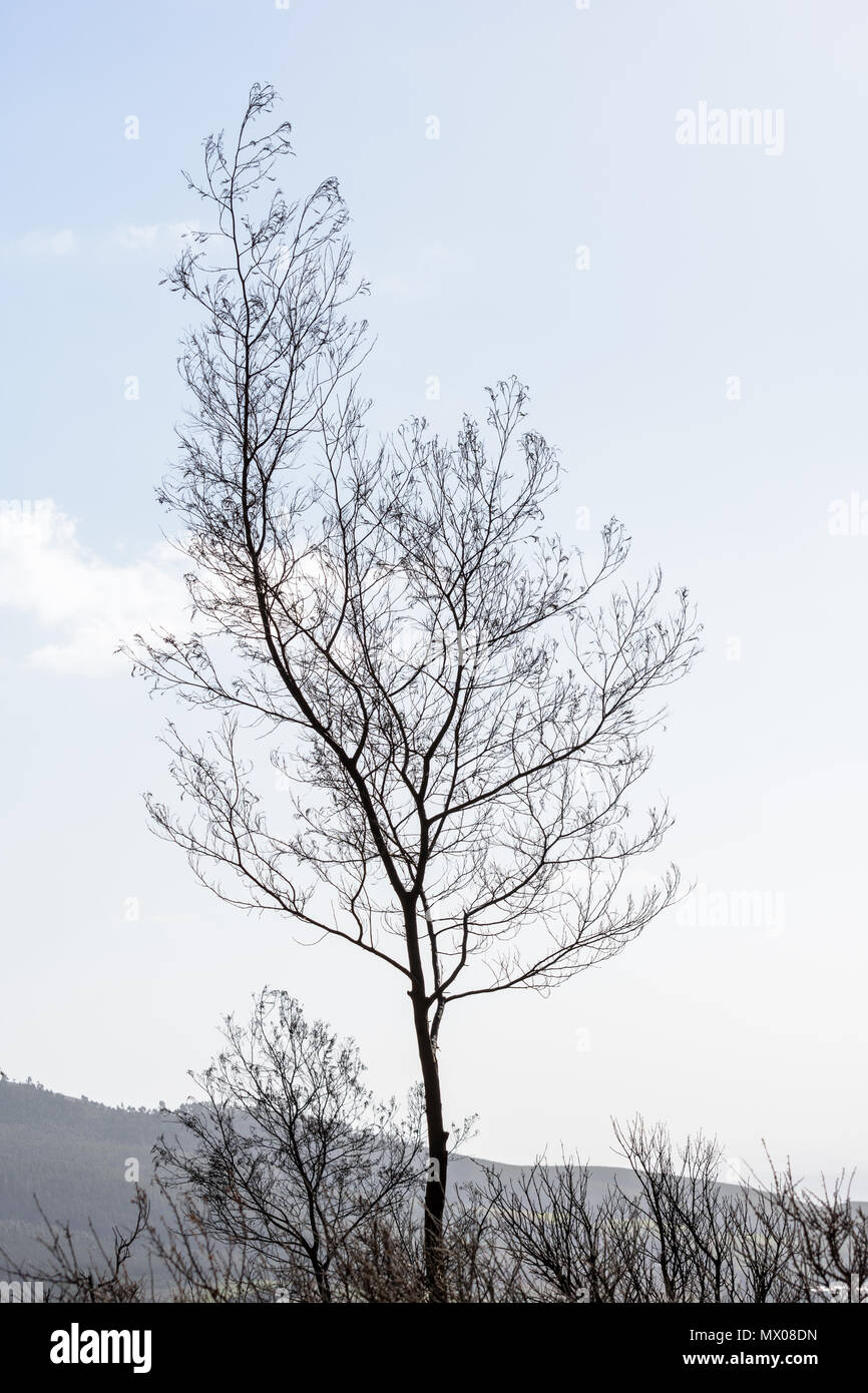 Delicate tree silhouette Stock Photo - Alamy