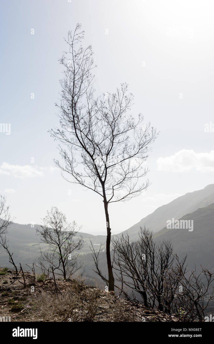 Delicate tree silhouette Stock Photo - Alamy