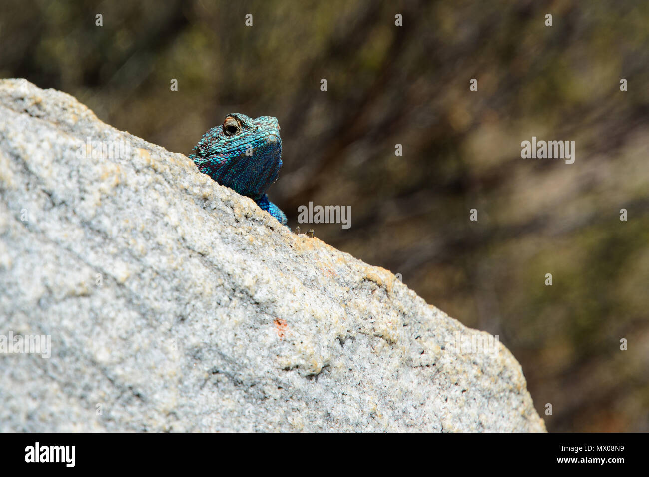 Lizard of western cape hi-res stock photography and images - Alamy