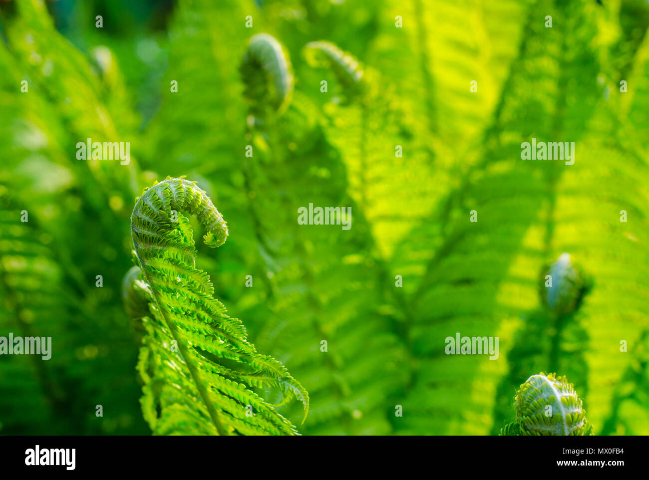 Fern. Young green shoots of ferns. Plants in nature. Spring season. New ...