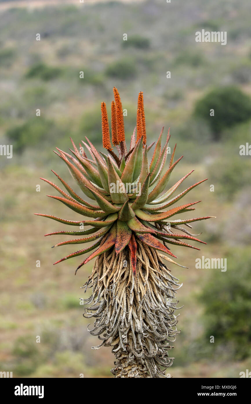 Cape aloe with red flowers and fynbos in the landscape, Addo Elephant ...