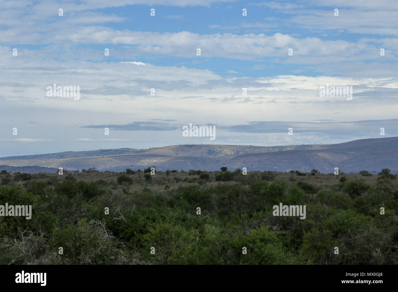 South african Fynbos landscape in the north of the Addo Elephant ...