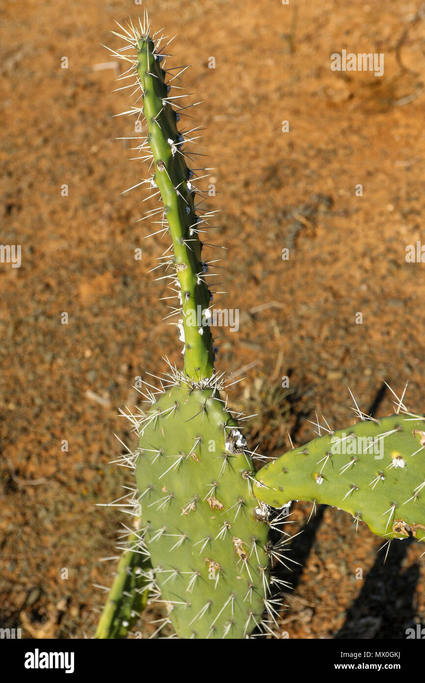Cactus in the south african landscape of the arid Addo Elephant ...