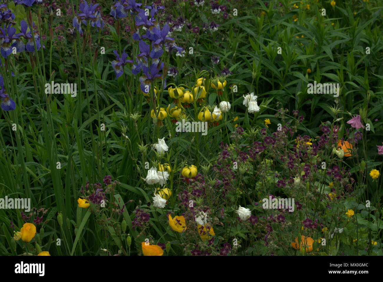 Scottish country garden in Spring, herbaceous border Stock Photo - Alamy