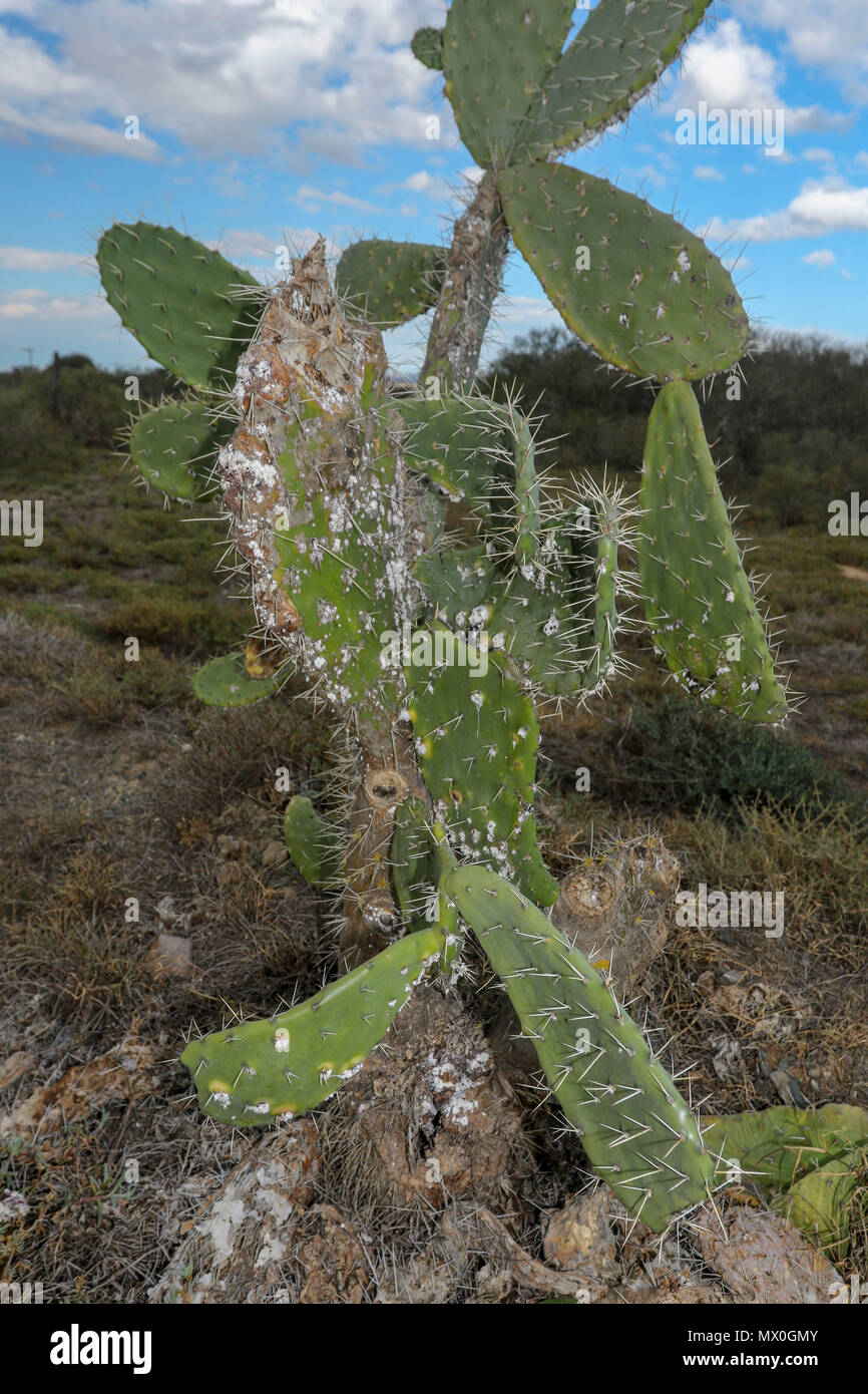 Cactus in the south african landscape of the arid Addo Elephant ...