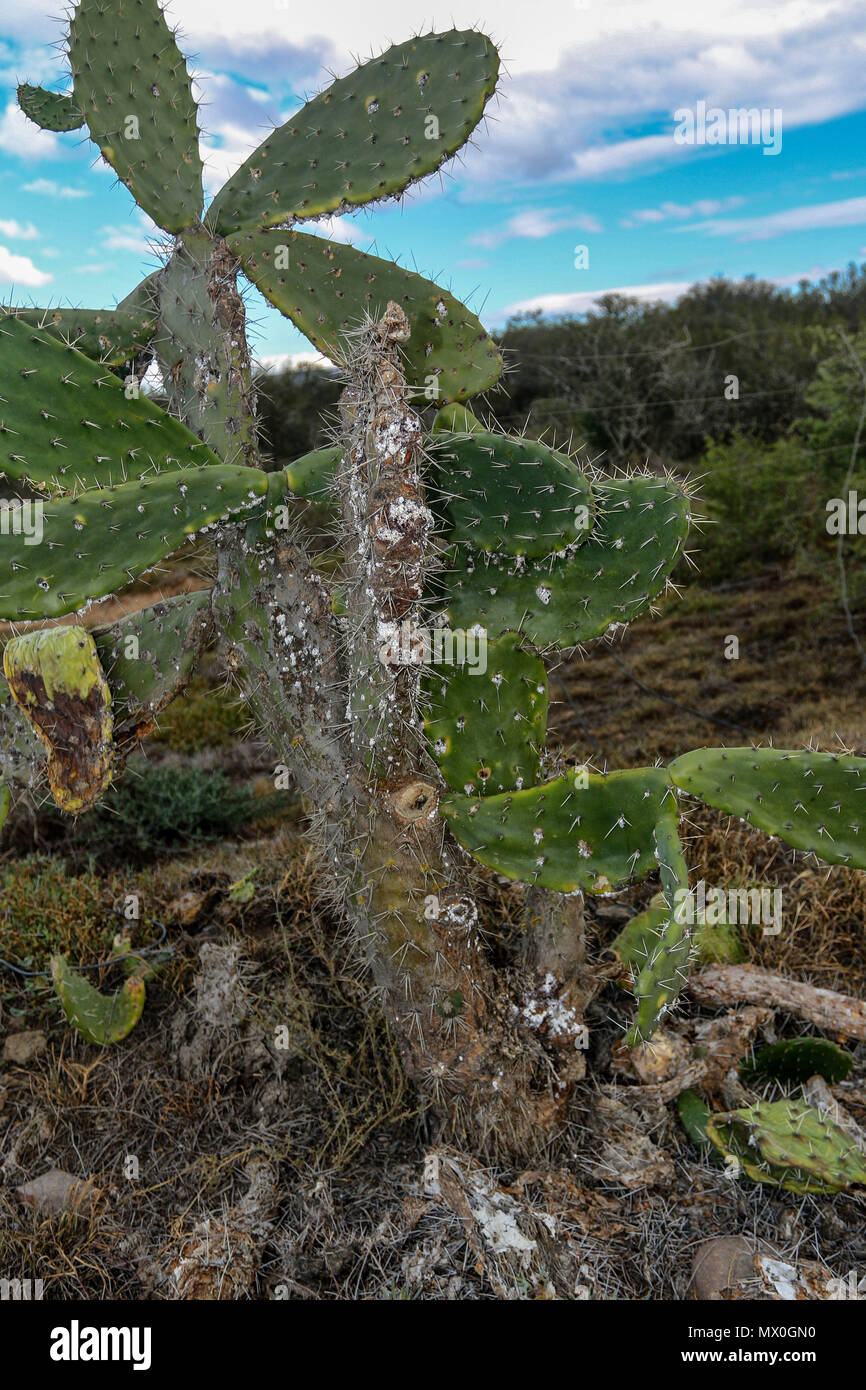 Cactus in the south african landscape of the arid Addo Elephant ...