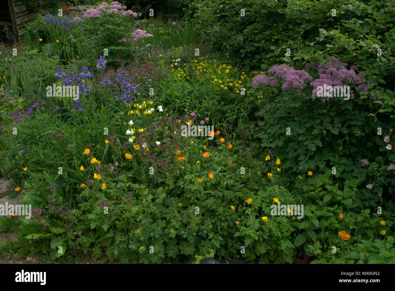 Scottish country garden in Spring, herbaceous border Stock Photo - Alamy
