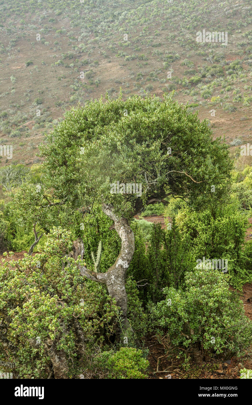 South african Fynbos landscape in the north of the Addo Elephant ...