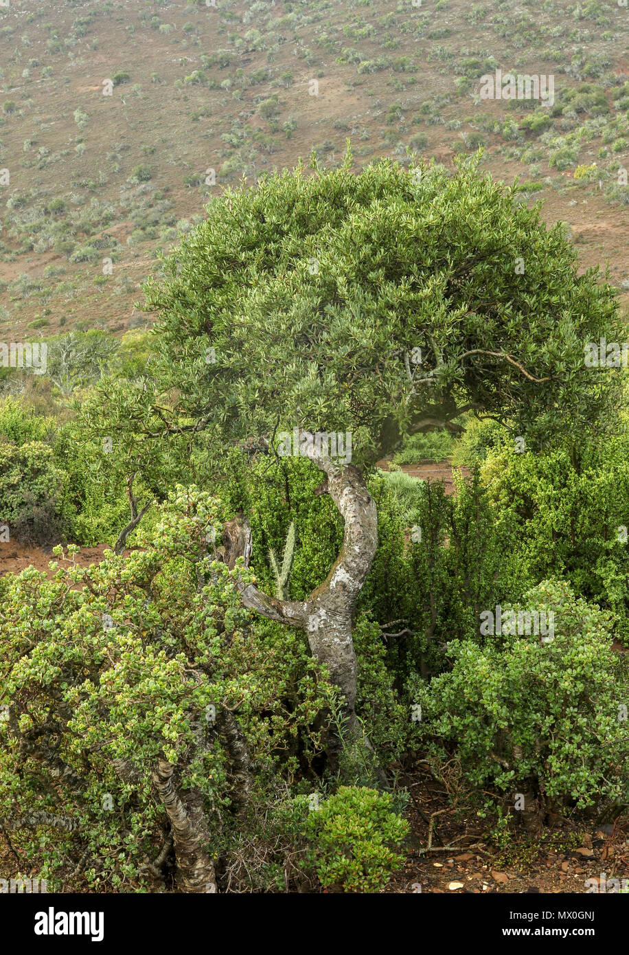 South african Fynbos landscape in the north of the Addo Elephant ...