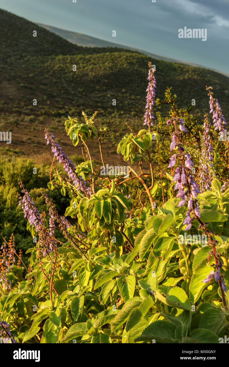 South african Fynbos landscape in the north of the Addo Elephant ...