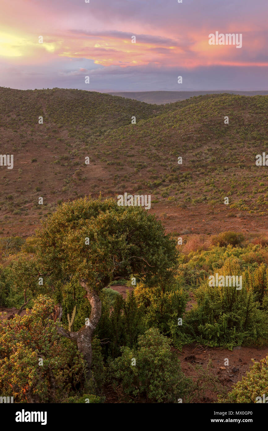 South african Fynbos landscape in the north of the Addo Elephant ...