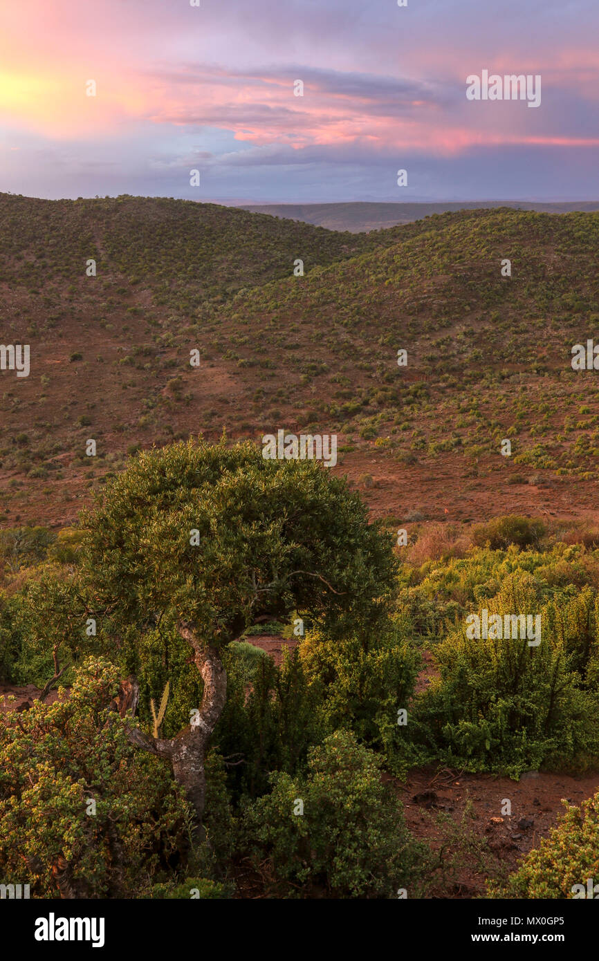 South african Fynbos landscape in the north of the Addo Elephant ...
