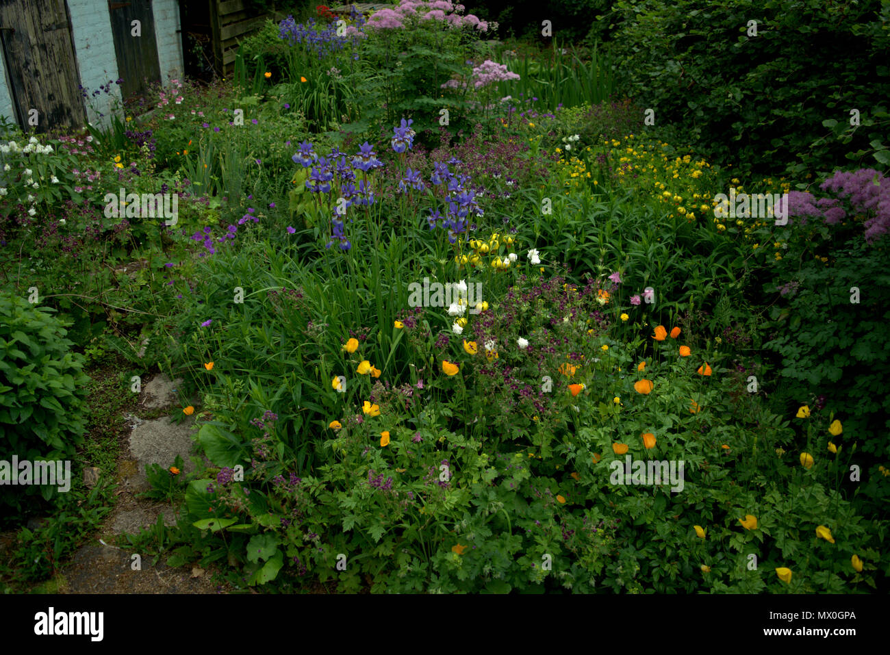 Scottish country garden in Spring, herbaceous border Stock Photo - Alamy
