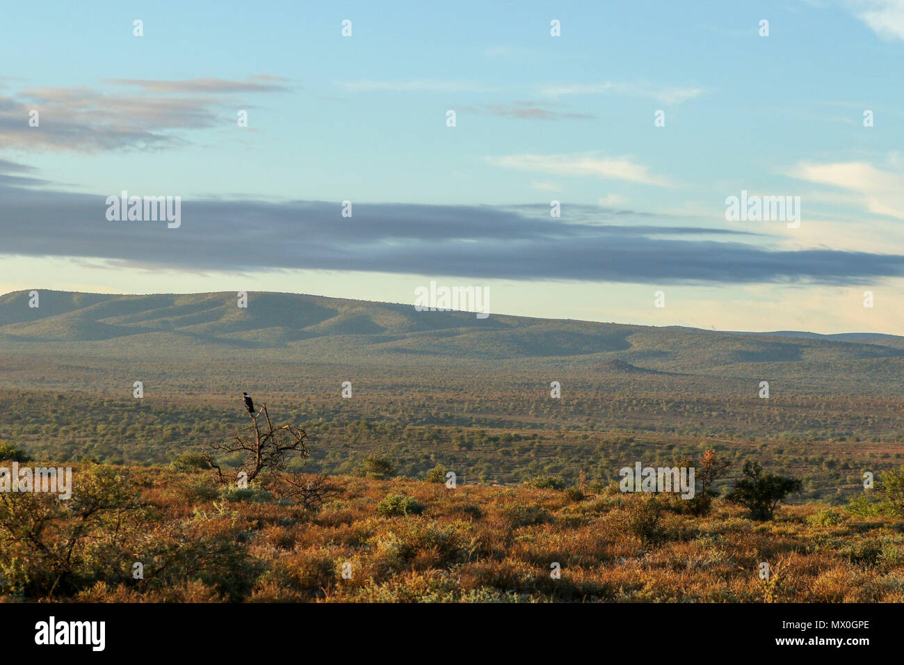 South african Fynbos landscape in the north of the Addo Elephant ...