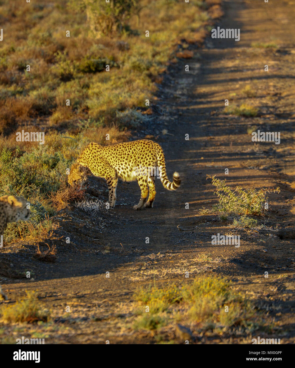 Cheetah in the Addo Elephant National Park just after sunrise, eastern ...
