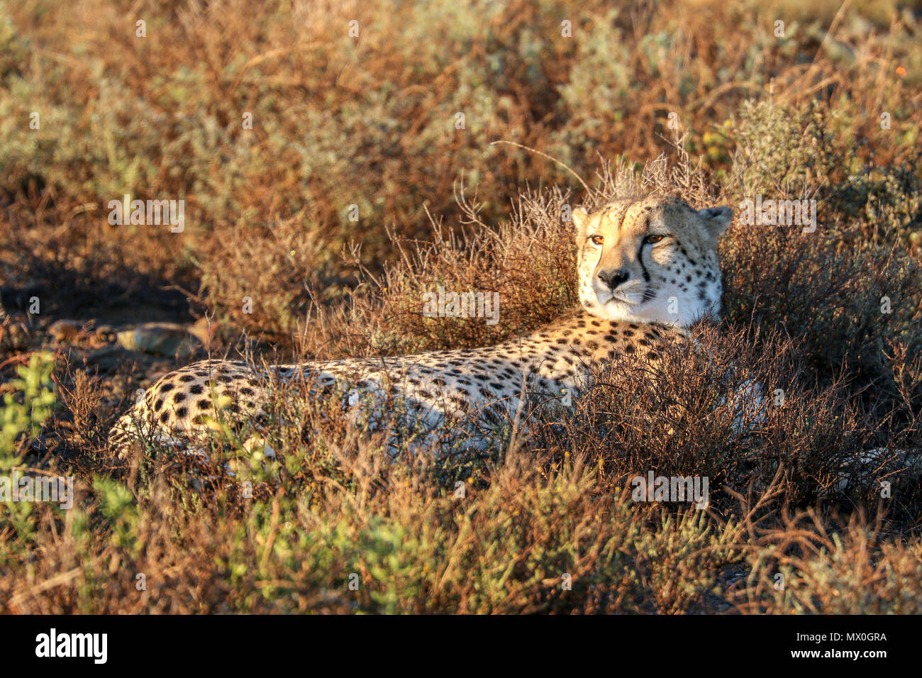 Cheetah in the Addo Elephant National Park just after sunrise, eastern ...