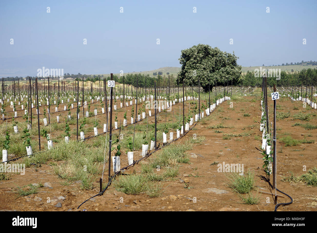 Rows of young trees in Galilee, Isrsael Stock Photo - Alamy