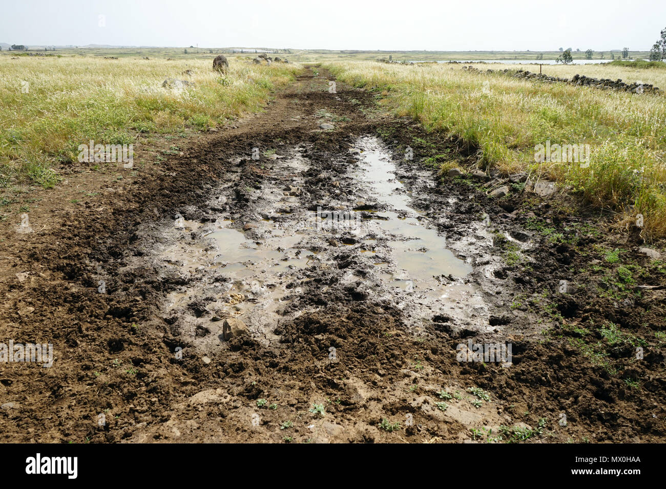 Wet dirt road in Galilee, Israel Stock Photo - Alamy