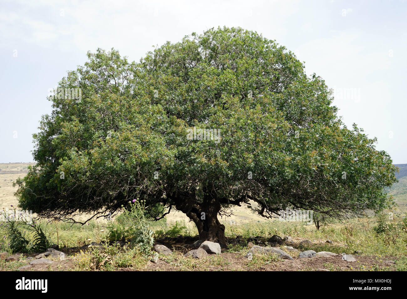 Big acacia tree in Galilee, Israel Stock Photo - Alamy