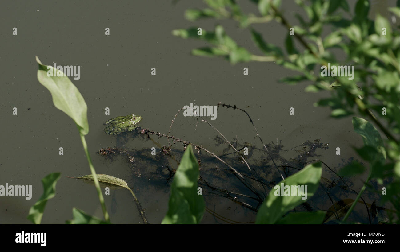 green brown frog seat in pond water, lake flora fauna Stock Photo - Alamy