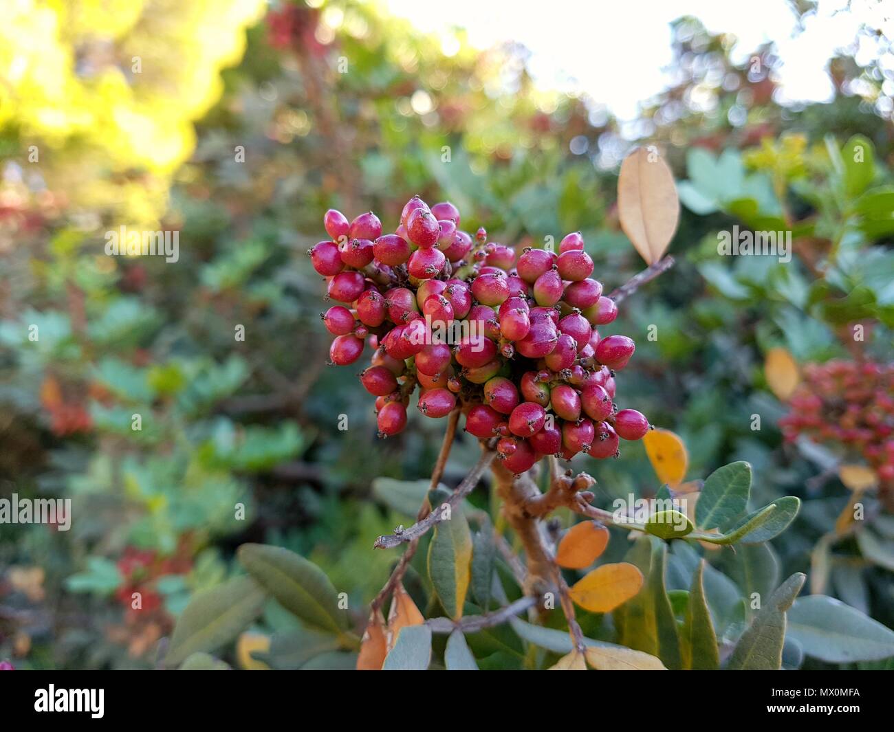 Mastic tree hi-res stock photography and images - Alamy