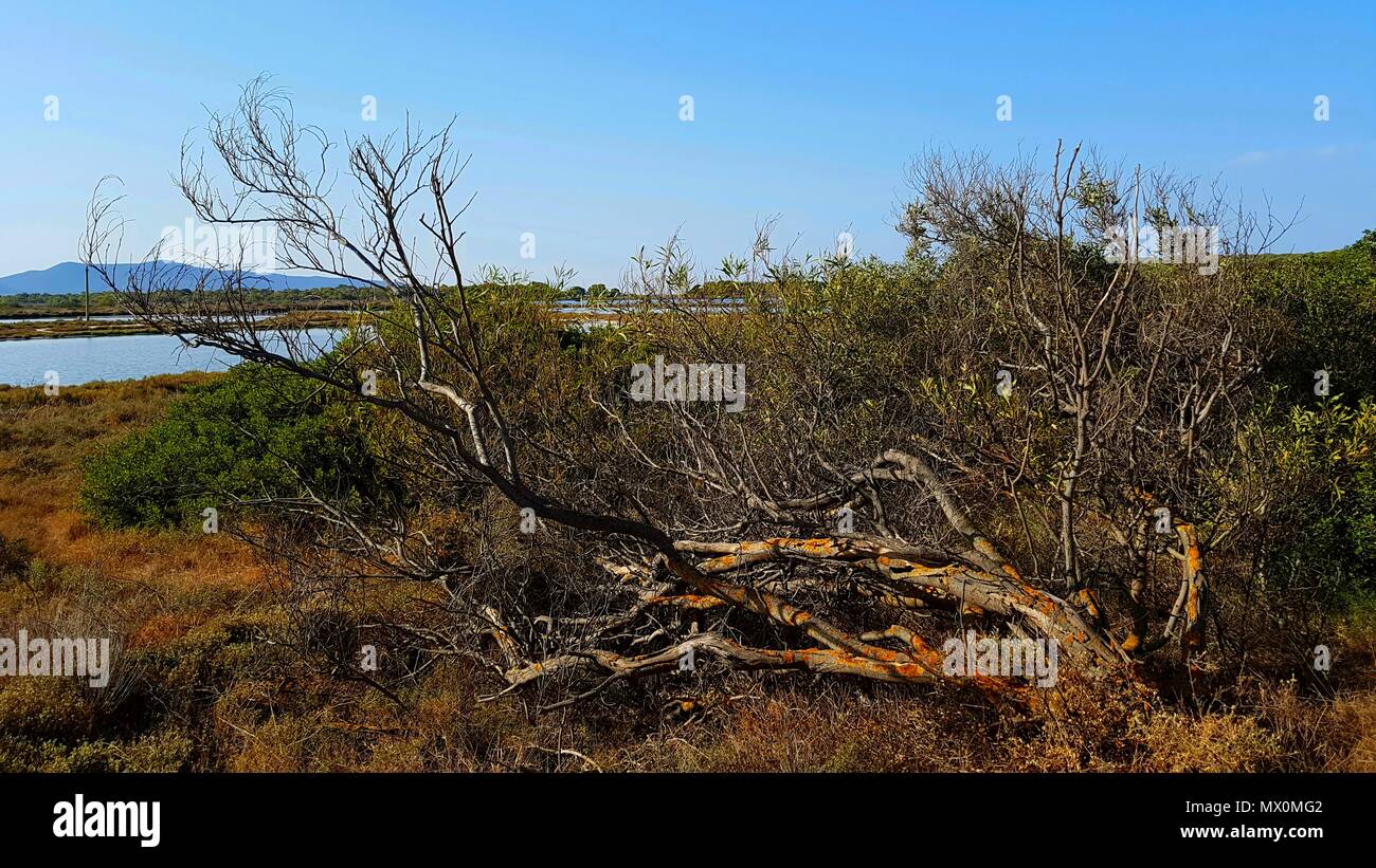 Extreme bent tree hi-res stock photography and images - Alamy